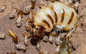 All You Need to Know about Termite Queens - Complete Guide